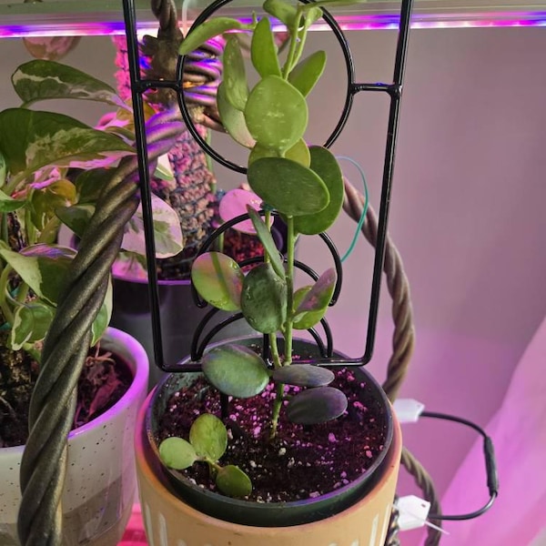 Green String Houseplant String of Coins Indoor or Outdoor Plant Easy ...