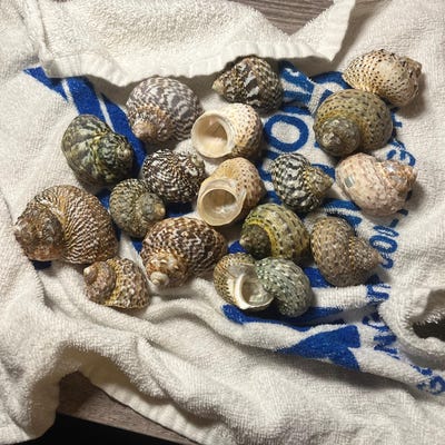 Nessastores Mexican Deep Sea Shell Beach Craft Scallop 2 1/2 3 20 PCS ...