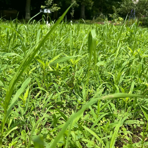 Gerbera Seeds Gerbera Daisy Flower Seed Mix 100 Seeds - Etsy