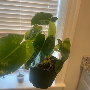 Philodendron Burle Marx, in 6 Pot - Etsy