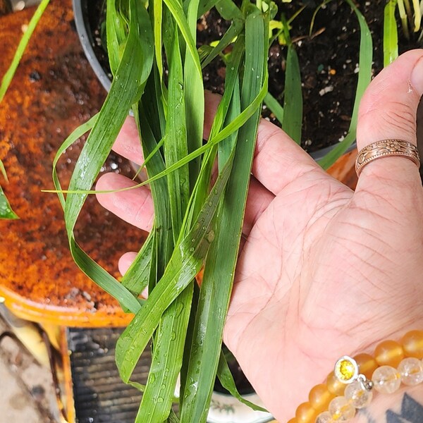 3 Plugs. Canadian Strain Sweet Grass.longest Growing Strain of ...