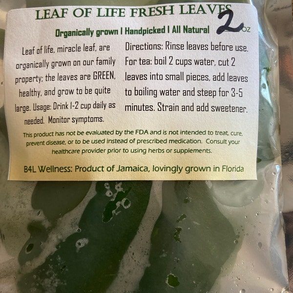 Leaf of Life LEAVES Organic Jamaica Miracle Leaf | Bryophyllum Pinnatum ...