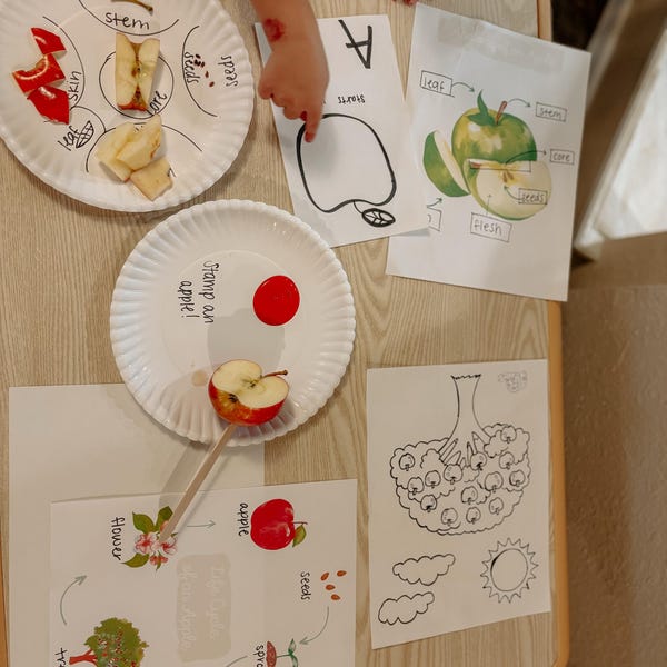 APPLE Mini Unit Study, Life Cycle, Anatomy, Nature Study, Science ...