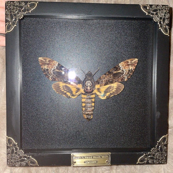 Real Framed Death Head Moth Acherontia Frame Dried Butterfly Skull Dead ...