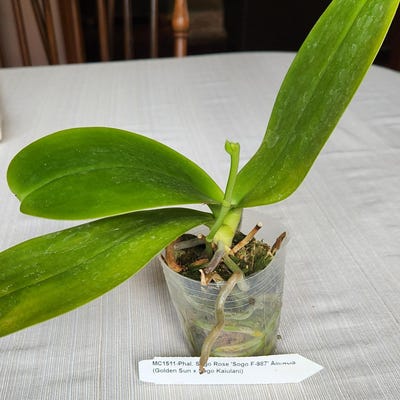Awarded cotton Candy Phal. Cheng-de Beauty 'sakura' AM/AOS , Handsome Plant in 4 Pot With 25-28 ...
