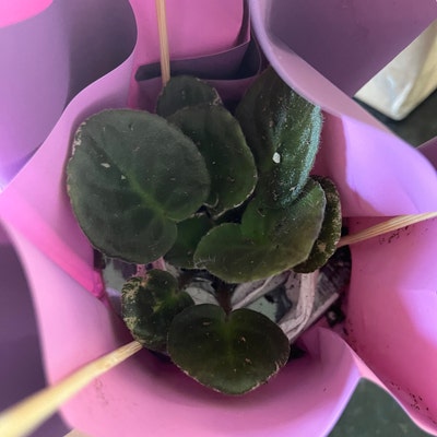 Vat Star Race African Violet Live Plant, Young Starter in a 4 Pot ...