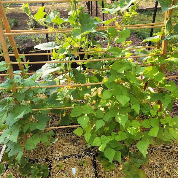 Hardwood Trellis - A Frame, 4ft and 6ft Plant Playground, Fun for ...