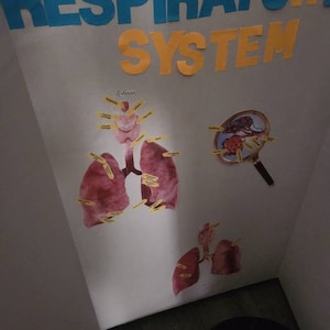 Montessori-inspired DOLPHIN Life Cycle, Anatomy, Tracing & Counting ...