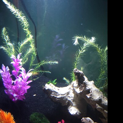 Stream Bogmoss, Mayaca Fluviatilis, Live Aquarium/aquatic/background/red Plant,planted Tank ...