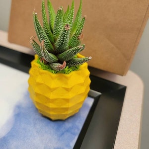 Aztec Pyramid Planter for Growing Succulents, Propagation Tray ...