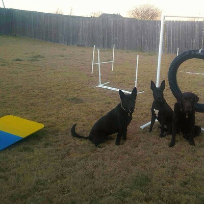 Dog Agility Tire Jump Made From Superior Grade PVC. AKC Regulation Size ...