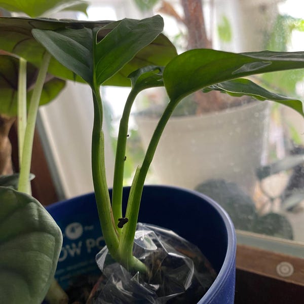 Philodendron Birkin Galaxy Starter Plant ALL STARTER PLANTS Require You ...