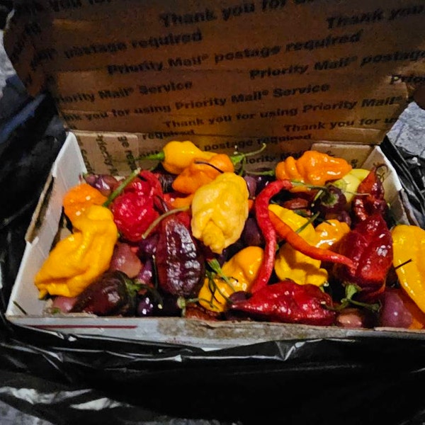 Purple Peach Carolina Reaper Rare Pepper Seeds Premium Packet - Etsy