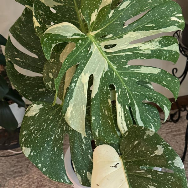 Extra Large Variegated Monstera Thai Constellation: Rooted Rare ...