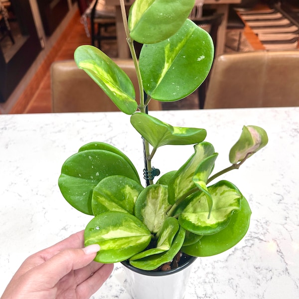 Hoya Bahoi Splash - Etsy