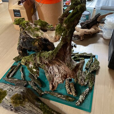 Spoon Leaved Moss Bryoandersonia Illecebra Live Terrarium Moss - Etsy