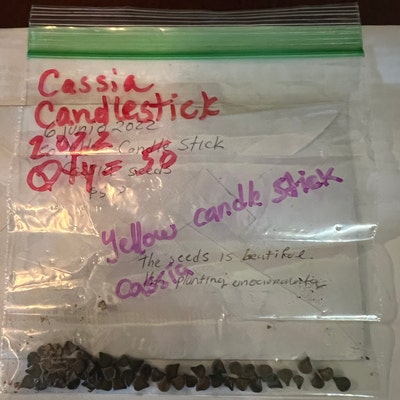 Cassia Auriculata Seeds Cassia Tree Yellow - Etsy