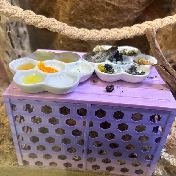 Hermit Crab Tank Climber/food Stand - Etsy