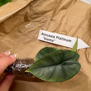 Alocasia Platinum bisma Starter Plant ALL STARTER PLANTS Require You to ...