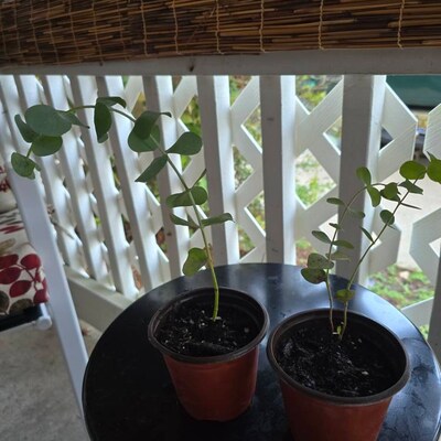 Live 12-16 Baby Blue Multi-stem Eucalyptus Plant, Strong and Healthy ...