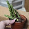 Mini Cholla | 6 Inch | Cylindropuntia | Live Cactus Plant | Succulents ...
