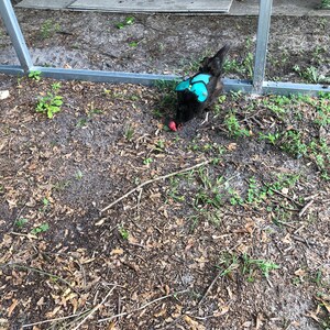 TURKEY SADDLE Adjustable Stag Protector Turkey Apron | Etsy