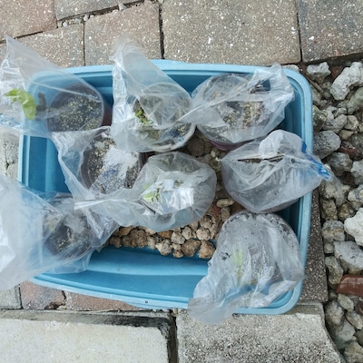5 Bele Abelmoschus Manihot Edible Hibiscus Tonga Spinach Cuttings FROM ...