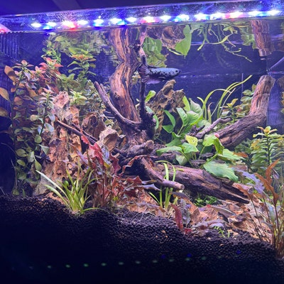 Windy Pods for Shrimp, Fish, Aquariums Craft Supplies Botanicals - Etsy