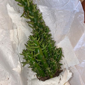 2, 4, 6 Pot of Eve's Pin Needle Cactus - Etsy