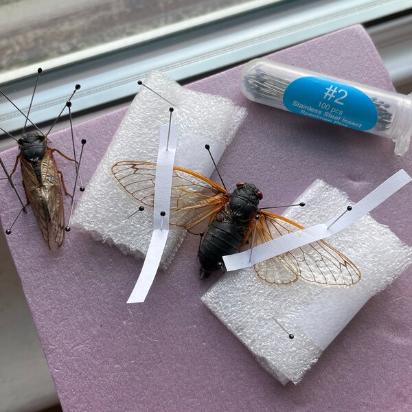 Insect Specimen Pins for Bug Pinning, Entomology Study, Insect ...