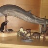 Livyatan Melvillei, Miniature to Scale; Replicas of Extinct Fauna of ...