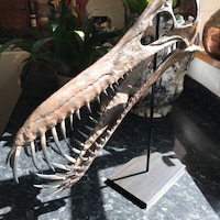 NEW, 40CM, Pterosaur / Boreopterus Skeleton Model Yayl-2020 - Etsy Canada