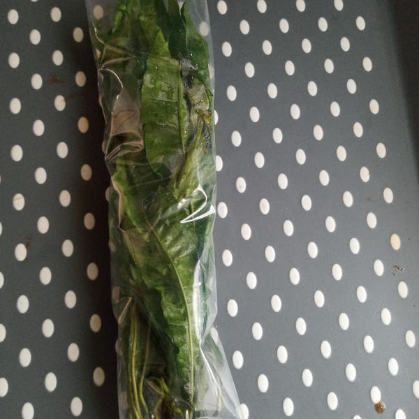 BUY2GET1FREE Java Moss, Bogor Moss Aquarium Plant | Easy Aquarium Plant ...