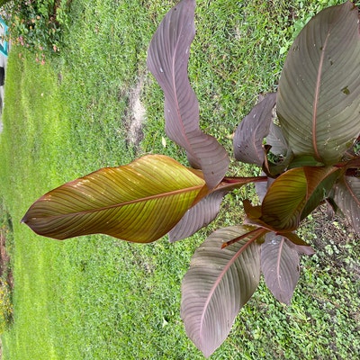 Variegated Canna Lily Intrigue Bulb/rhizome Rare Plant Beautiful Coral ...