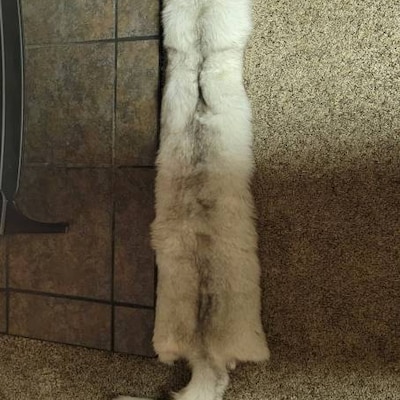 Professionally Soft Tanned Large 1 Grade Iowa Raccoon/coon Hide/pelt - Etsy