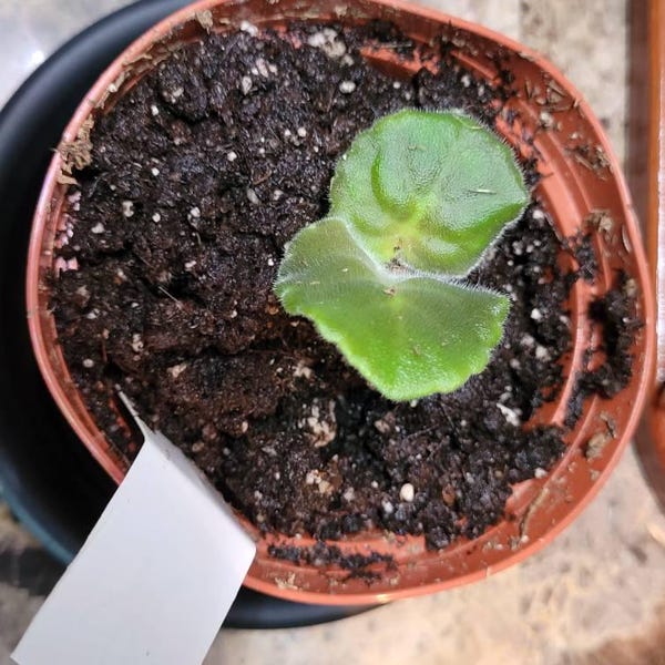 Hunter's Venom African Violet Live Plant, Young Starter in a 4" Pot ...