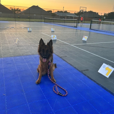 AKC Rally NOVICE Laminated Sign Set With Practice Courses - Etsy