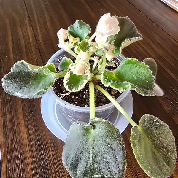 Chester Fern Starter Plant (ALL STARTER PLANTS Require You to Purchase ...