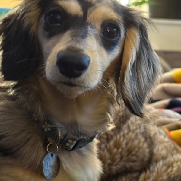 UGLY Bells for Pet Collar Chipped Jingle Bell for Cat Collar Character ...