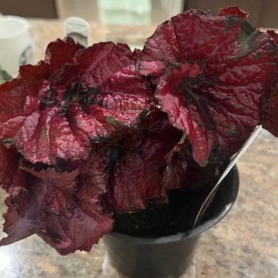 Tradescantia 'blushing Bride' - Etsy