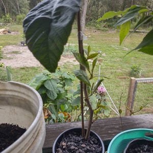 Ice Cream Dwarf Mango Tree Grafted 18 to 24 - Etsy