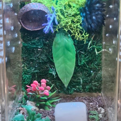 Suspension Bridge Oasis Medium Jumping Spider Enclosure, Acorn Hide ...