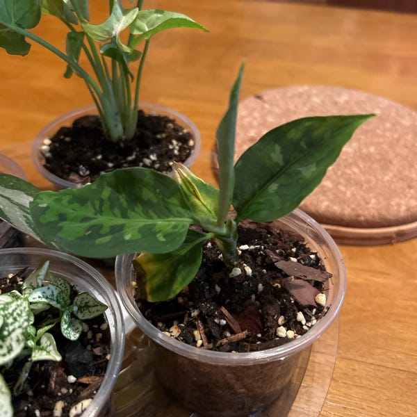 Aglaonema Pictum Tricolor Starter Plant **(ALL Plants Require You to Purchase ANY 2 Plants ...