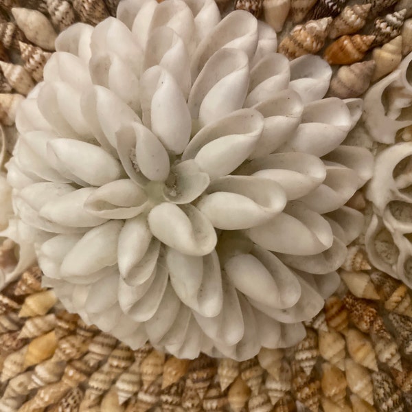 Beach Decor White Bubble Shells (15) - Bubble Shell - Seashell Supply ...