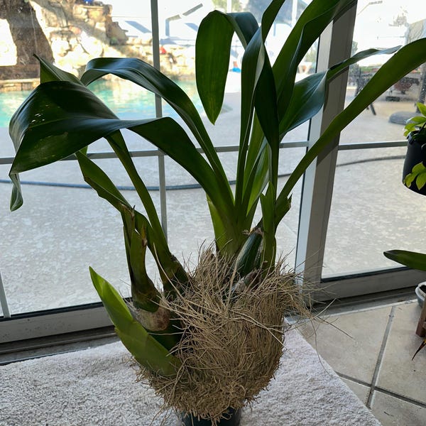 Rlc. Sung Ya Green 'mailman' 2.5 Pot - Etsy