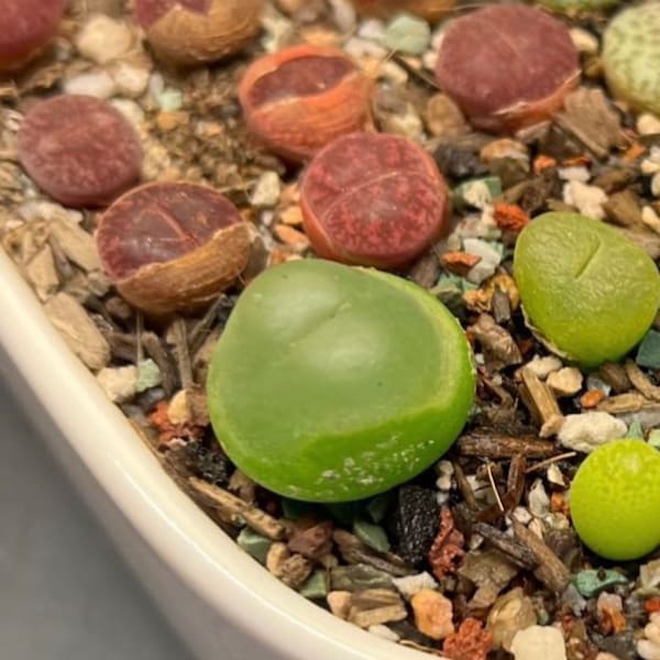 Plant-one-conophytum Ratum Horn - Etsy