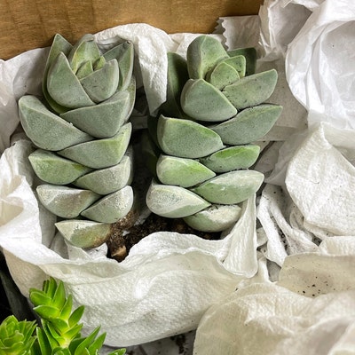 2, 4 Pot of Crassula 'moonglow' Live Succulent Plant - Etsy