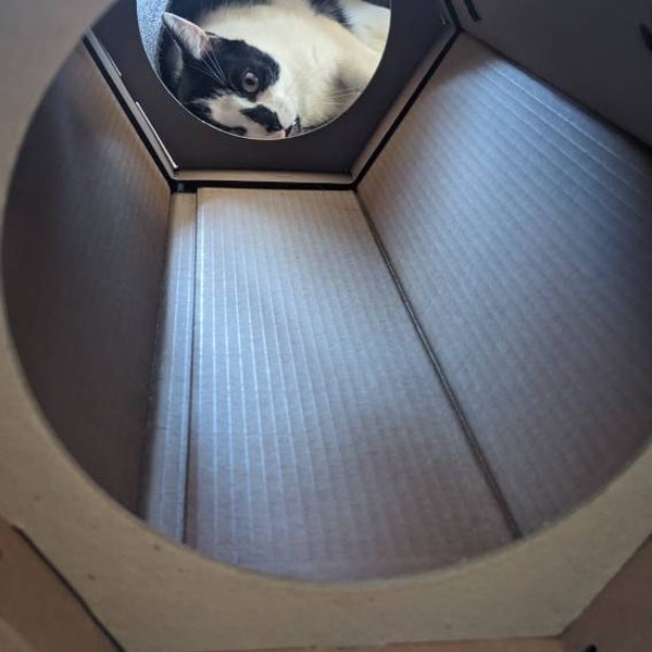 3D Modular Cat Furniture set of 5 Modules, Best Indoor Cardboard Cat ...