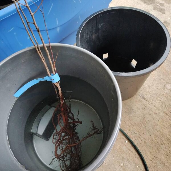 One Live Chinese CHESTNUT Tree Heavy Producers Delicious Nuts at ...