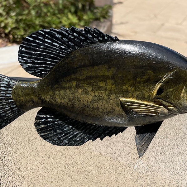 Speckled Pavon, Cichla Temensis, Peacock Cichlid, Tucunare Pinima, 9-12 ...